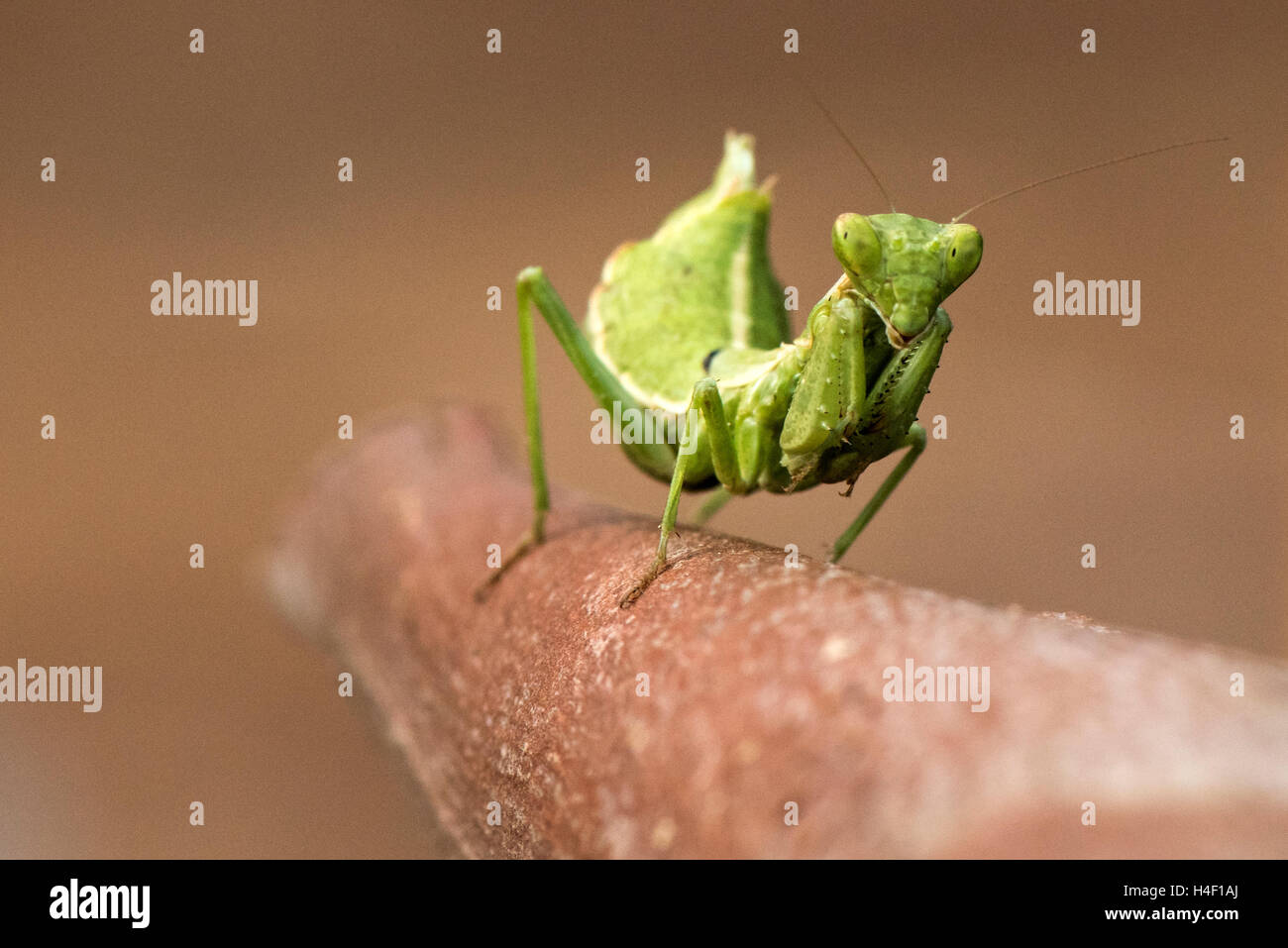 Praying mantis portrait, Porto Ferro, Sardinia, Italy Stock Photo - Alamy