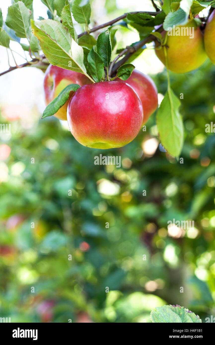 Apples orchard hi-res stock photography and images - Alamy