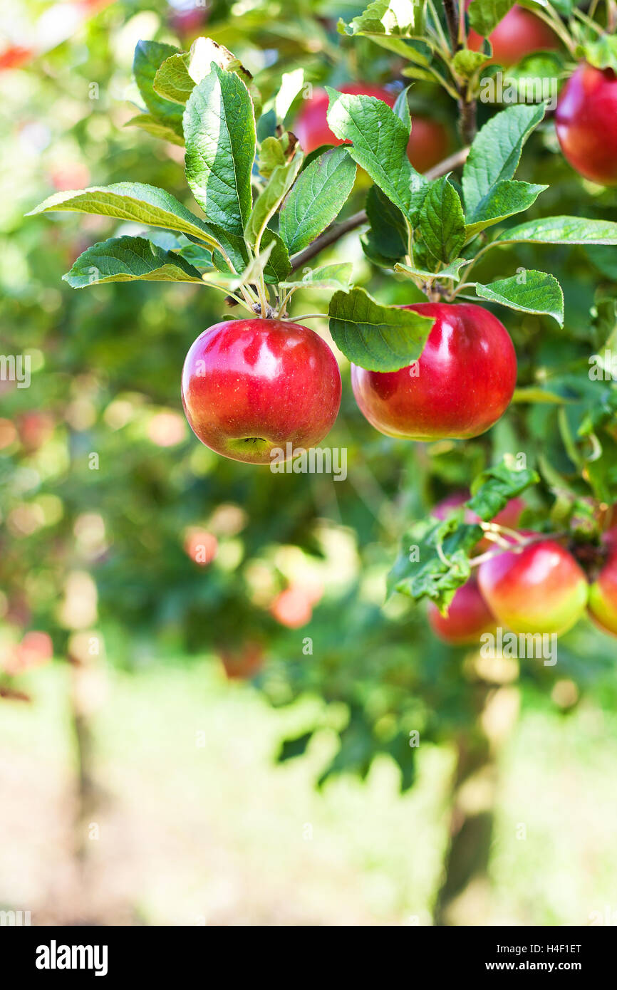 Apples in apple tree Stock Photo - Alamy