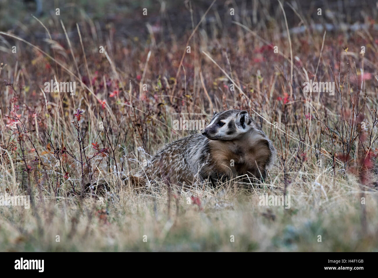 Yellowstone badger hi-res stock photography and images - Alamy