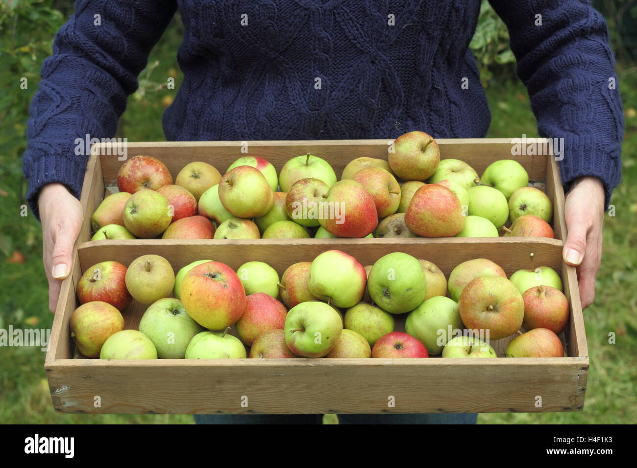 English heritage apple varieties hi-res stock photography and images ...