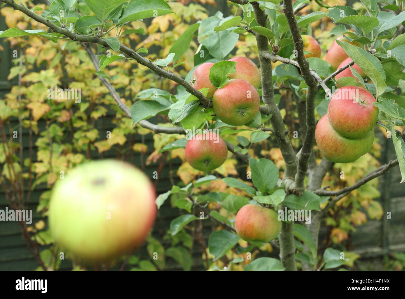 Isaac Newton Apple Stock Photos & Isaac Newton Apple Stock Images - Alamy