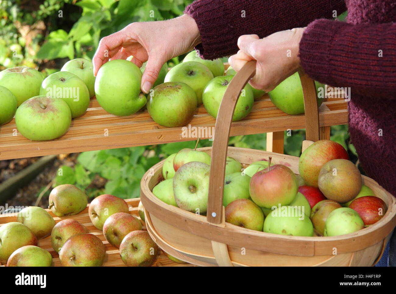 Freshly harvested apples are sorted according to variety and stored in ...