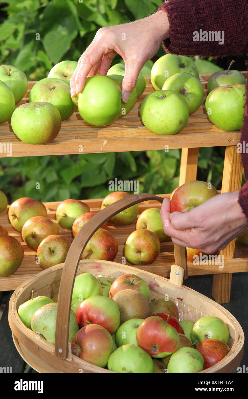 Freshly harvested apples are sorted according to variety and stored in ...