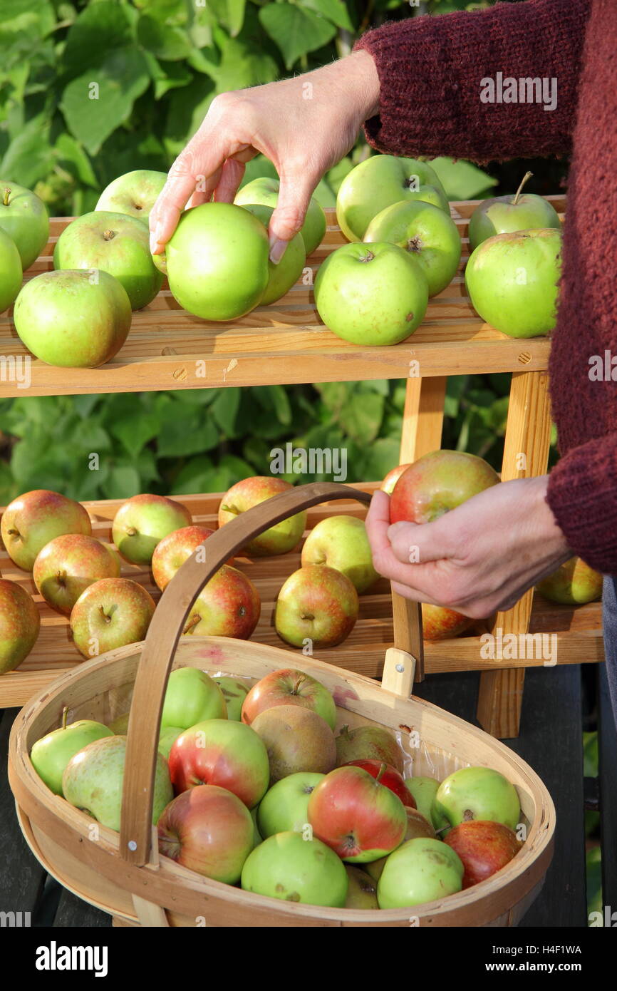 Freshly harvested apples are sorted according to variety and stored in ...