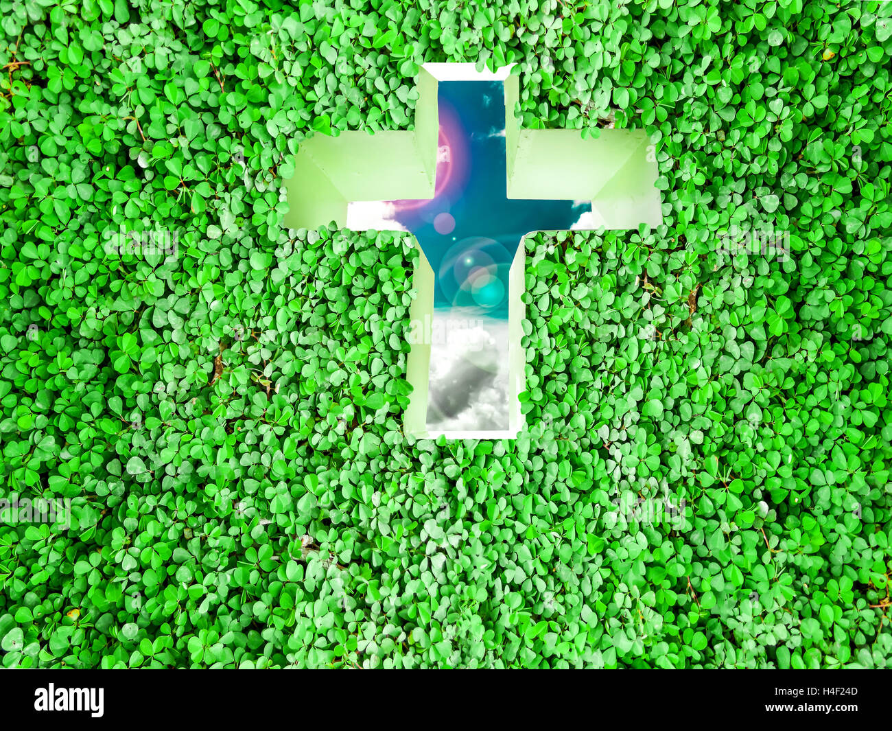 Clover background in the garden Stock Photo - Alamy