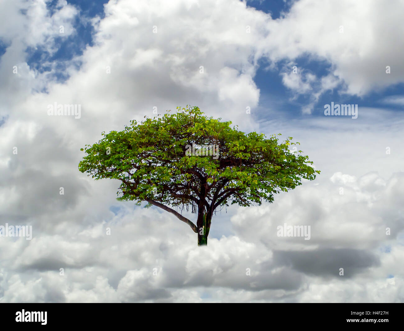 sky view tree on cloud Stock Photo - Alamy