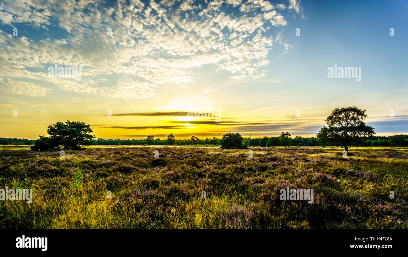 Sunrise over the Ermelose Heide with purple Calluna Heathers in the ...