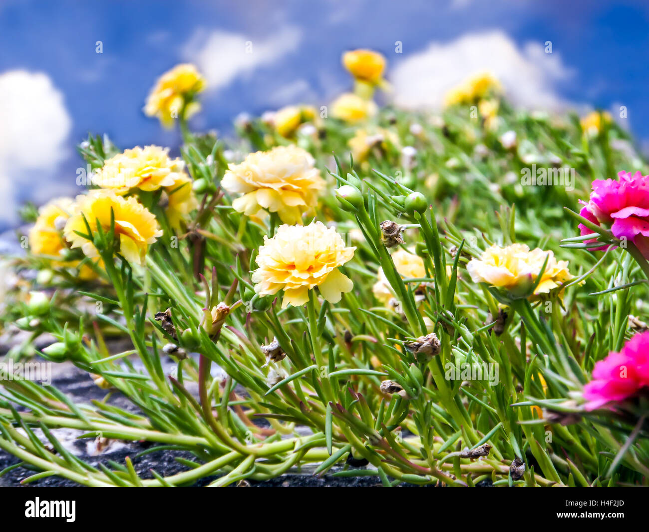 hogweed yellow flower in blue sky white cloud at foot mountain Stock ...