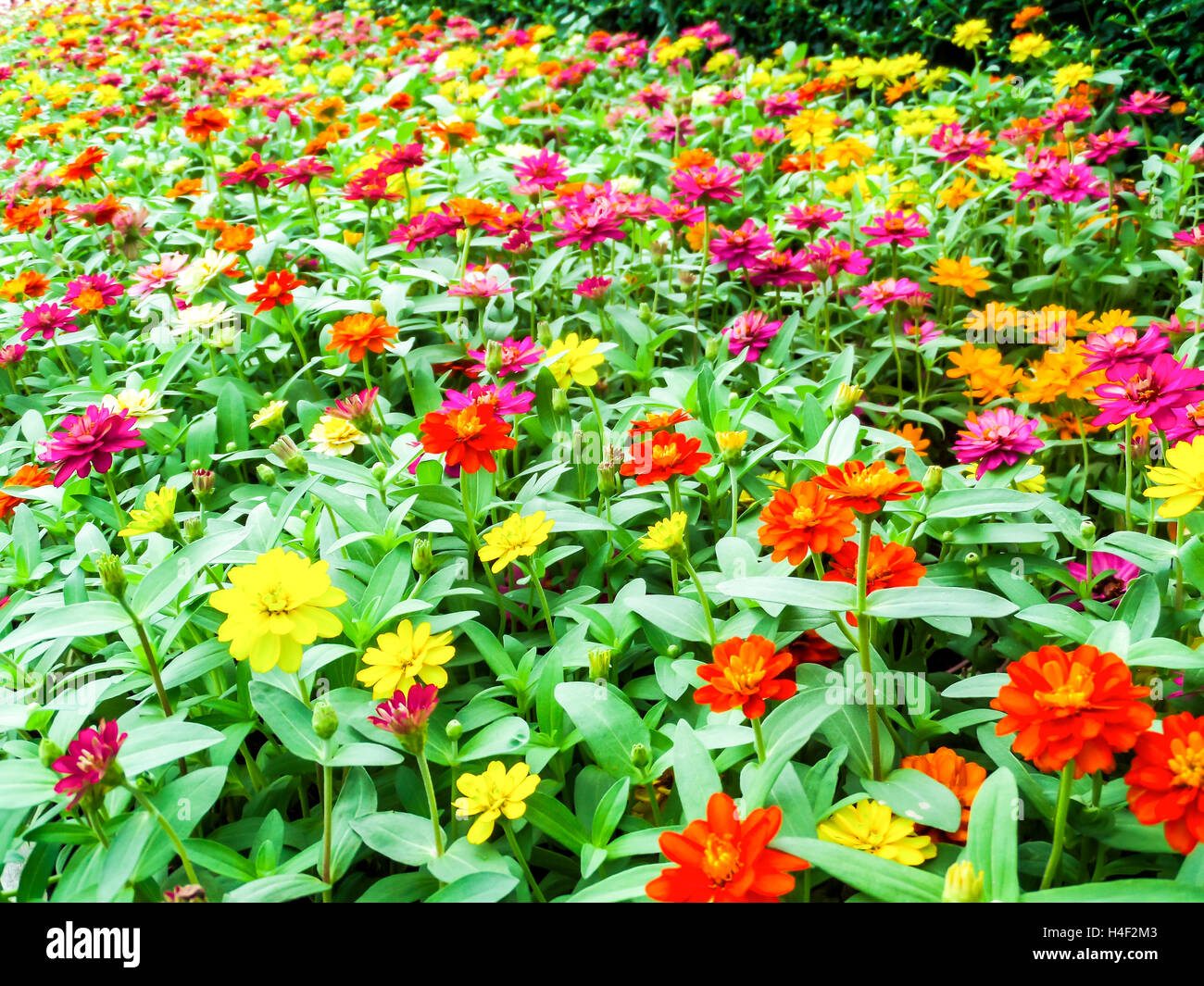 The zinnia flower is one of the most exuberant flowers you will want to ...