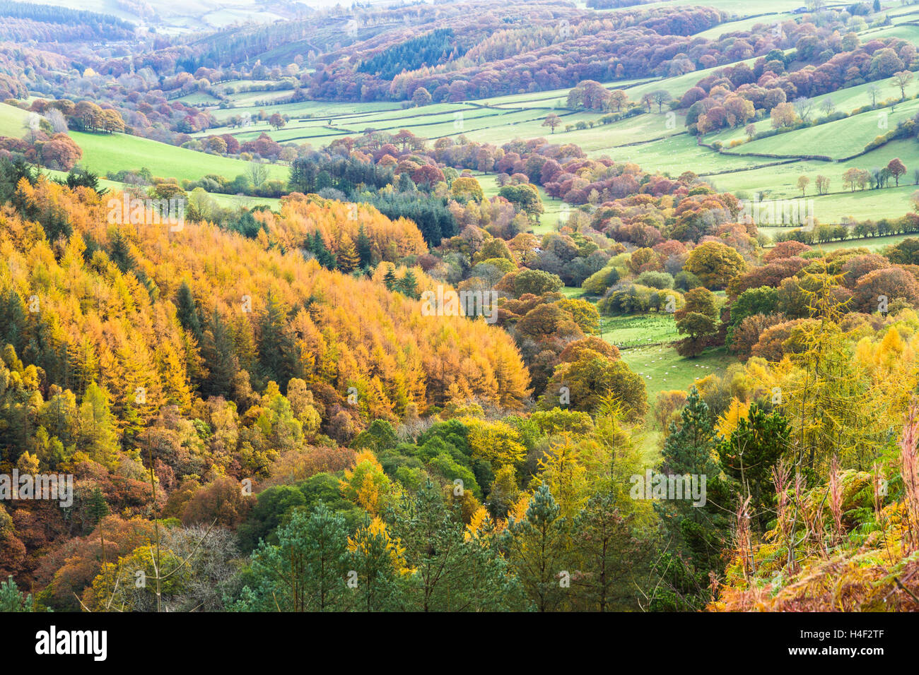 Pastoral fields, trees and hedges in morning mist, Autumn Fall. Powys ...