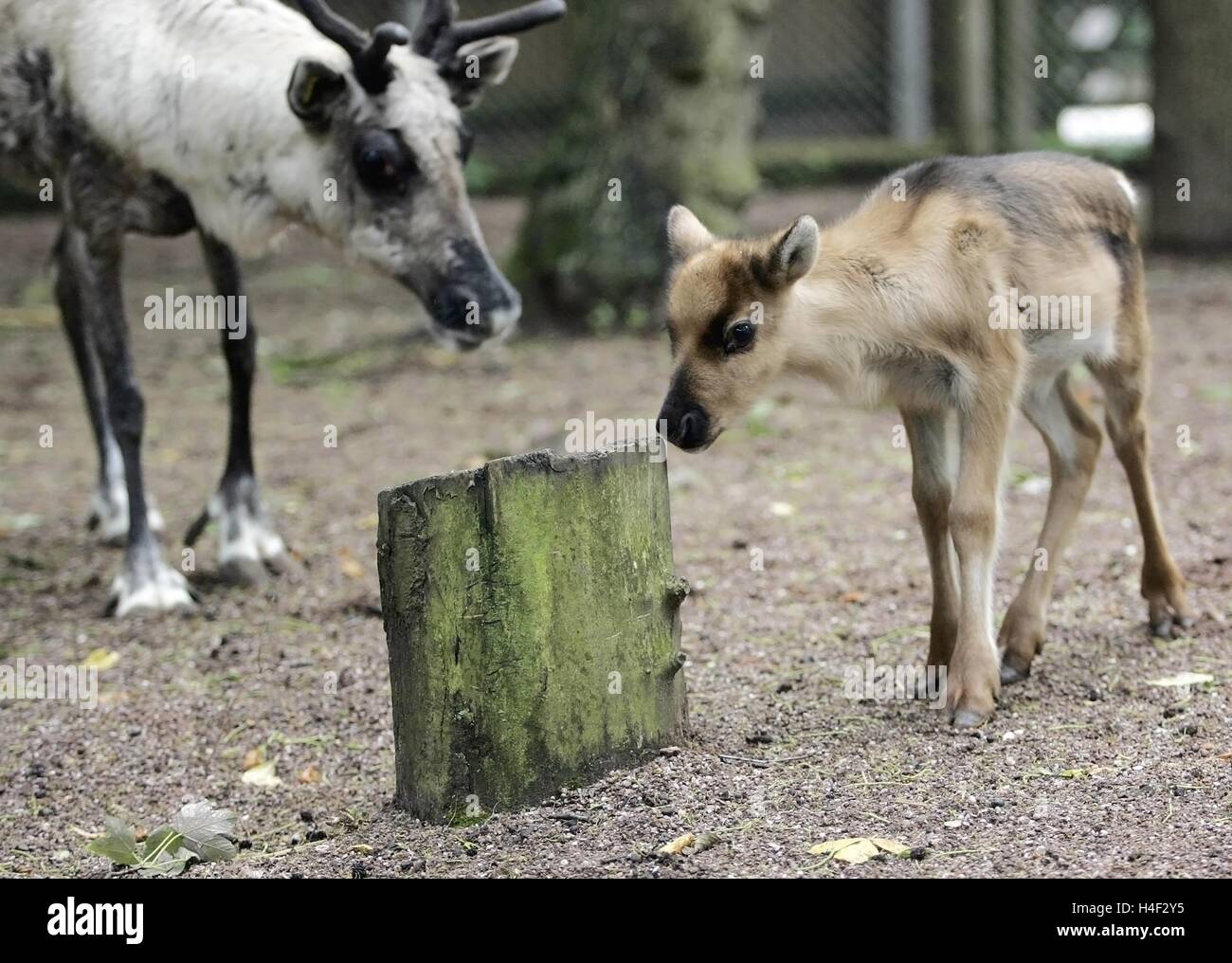 Baby reindeer hi-res stock photography and images - Alamy