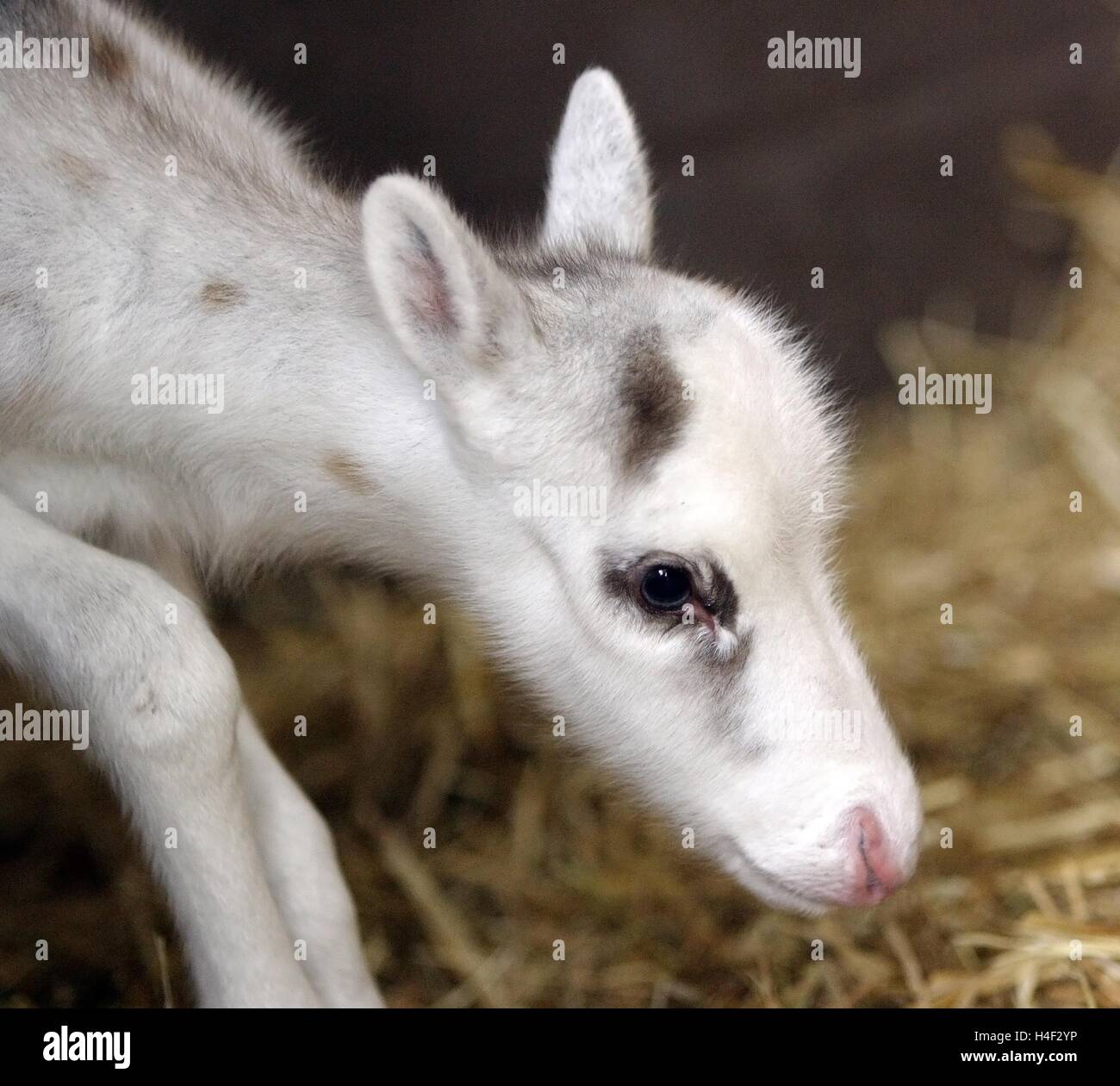 Baby reindeer hi-res stock photography and images - Alamy