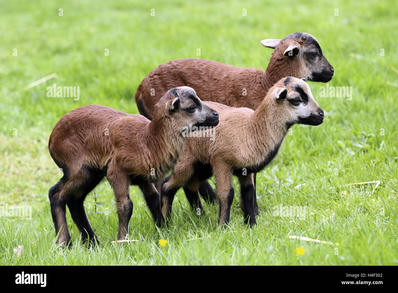 Young Cameroon Sheep, lambs Stock Photo - Alamy