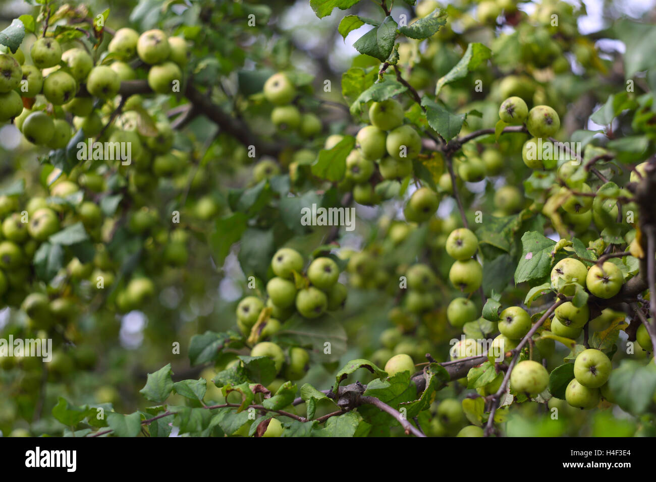Many small green apples on the tree in the garden Stock Photo - Alamy