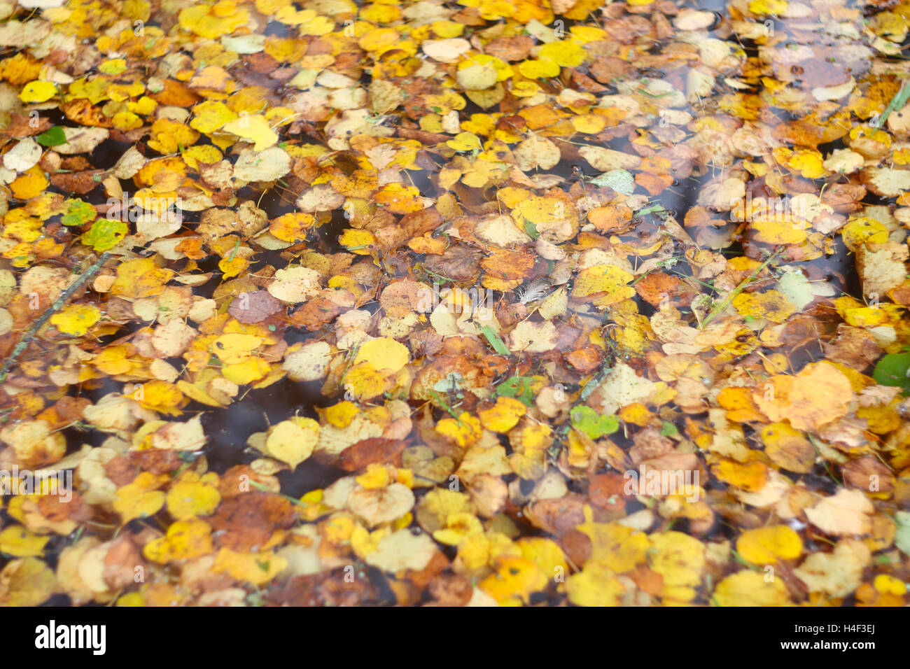 Colorful autumn leaves floating on the water Stock Photo - Alamy