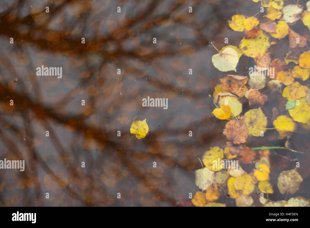 Colorful autumn leaves floating on the water Stock Photo - Alamy