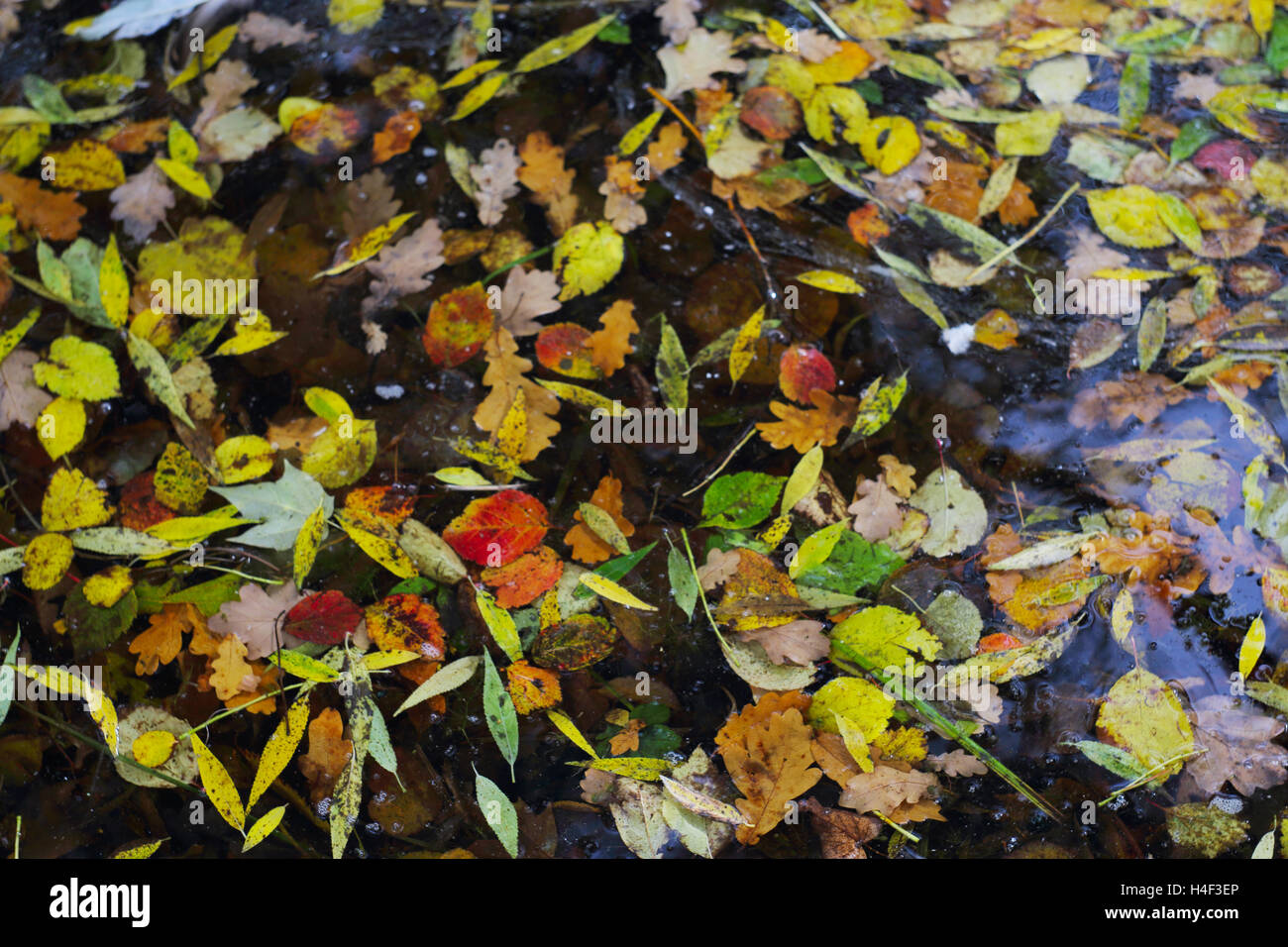 Colorful autumn leaves floating on the water Stock Photo - Alamy