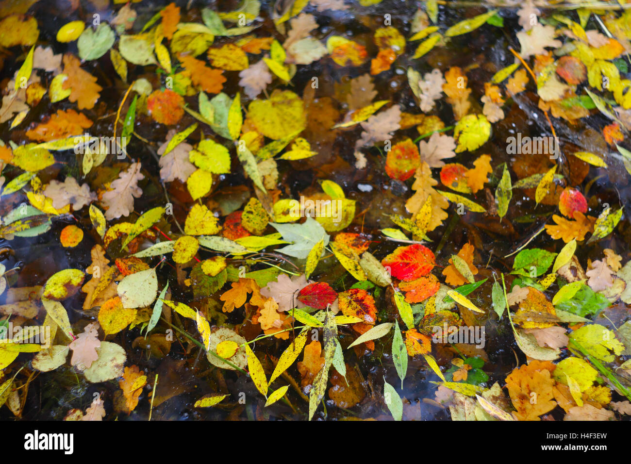Colorful autumn leaves floating on the water Stock Photo - Alamy