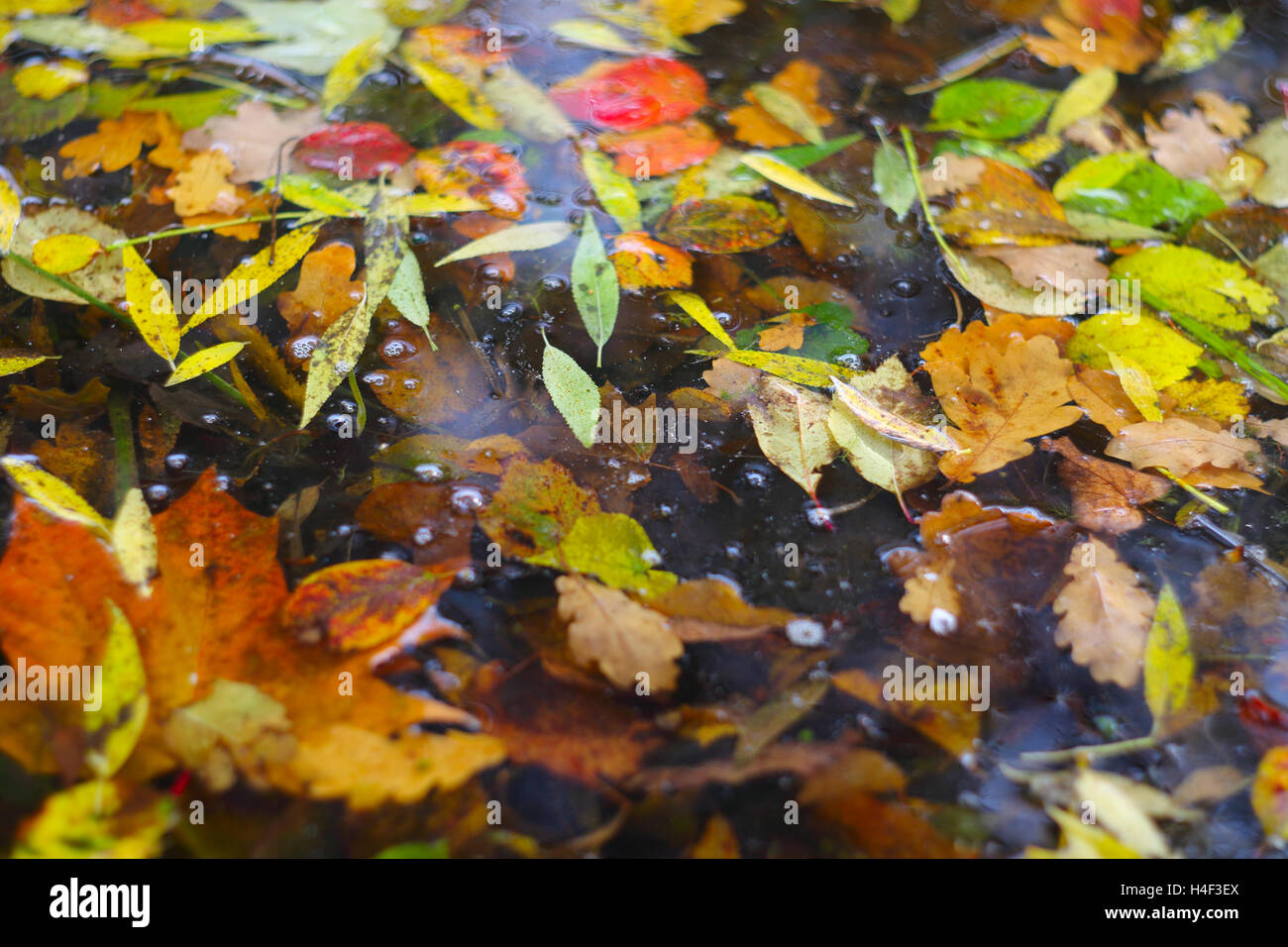Colorful autumn leaves floating on the water Stock Photo - Alamy