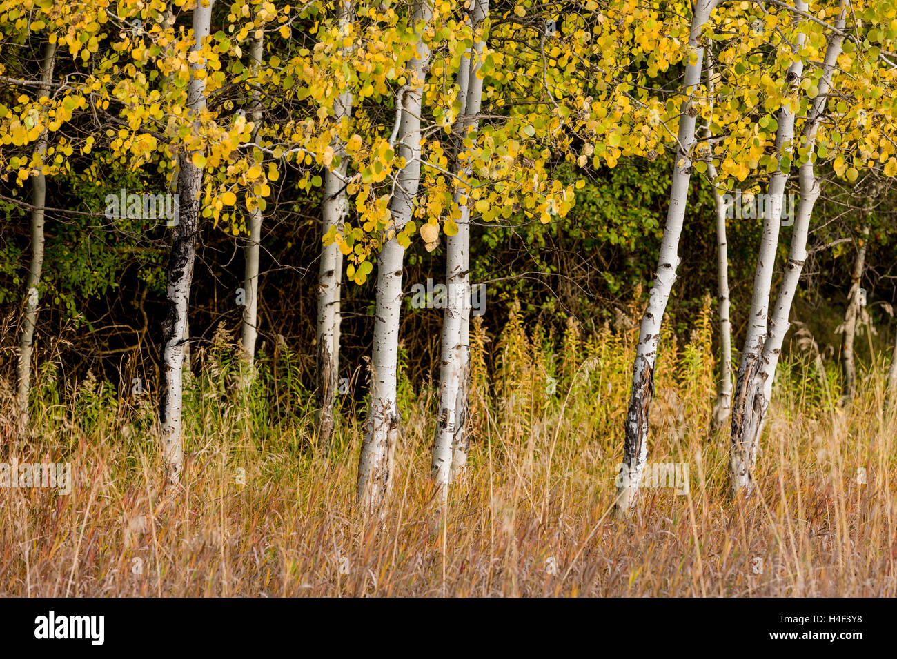A small stand of white barked trees with yellow leaves Stock Photo - Alamy