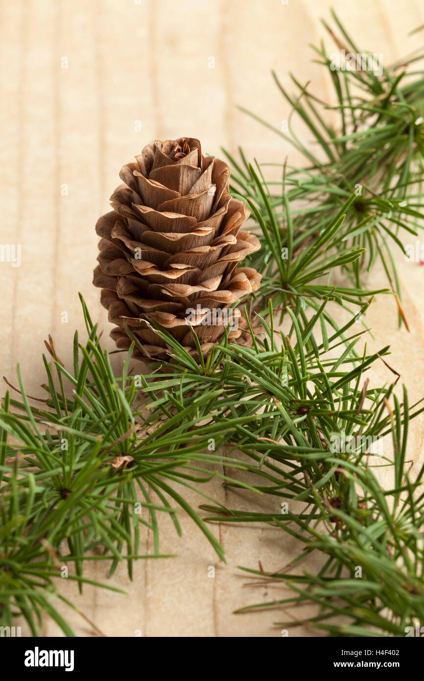 Conifer cone hi-res stock photography and images - Alamy