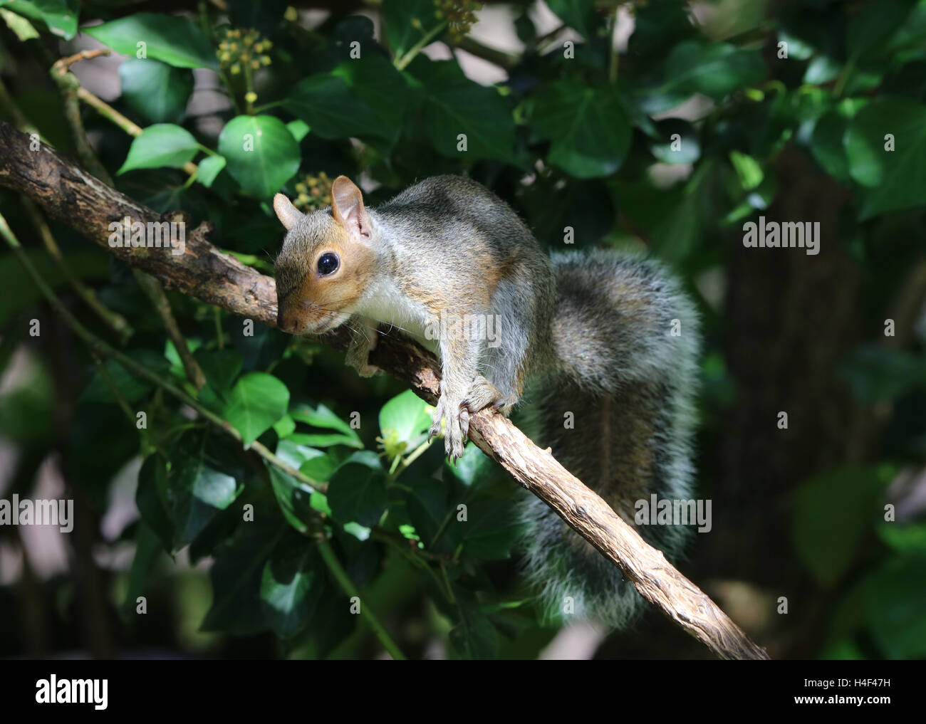 Grey squirrel young hi-res stock photography and images - Alamy