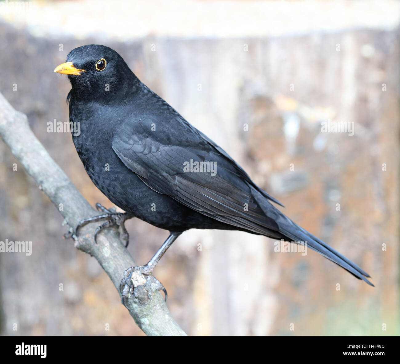 Portrait of a Male Blackbird Stock Photo - Alamy