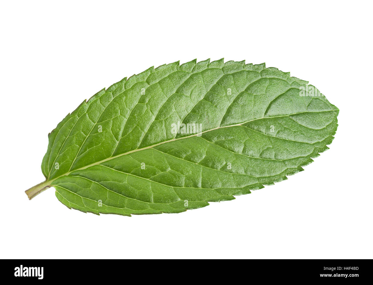 Peppermint leaf closeup isolated on white background Stock Photo - Alamy