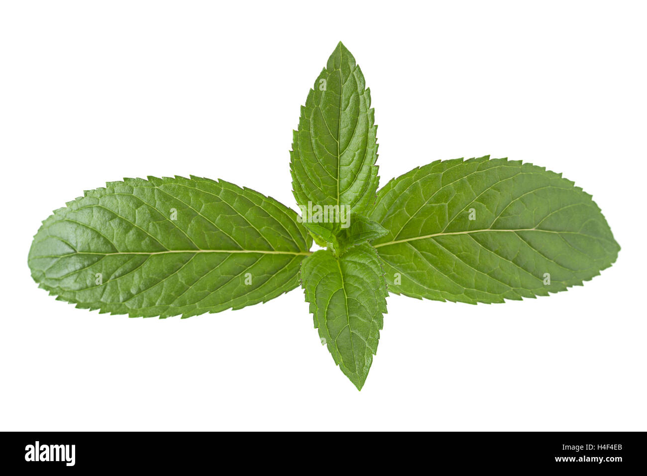 Peppermint leaf closeup isolated on white background Stock Photo - Alamy