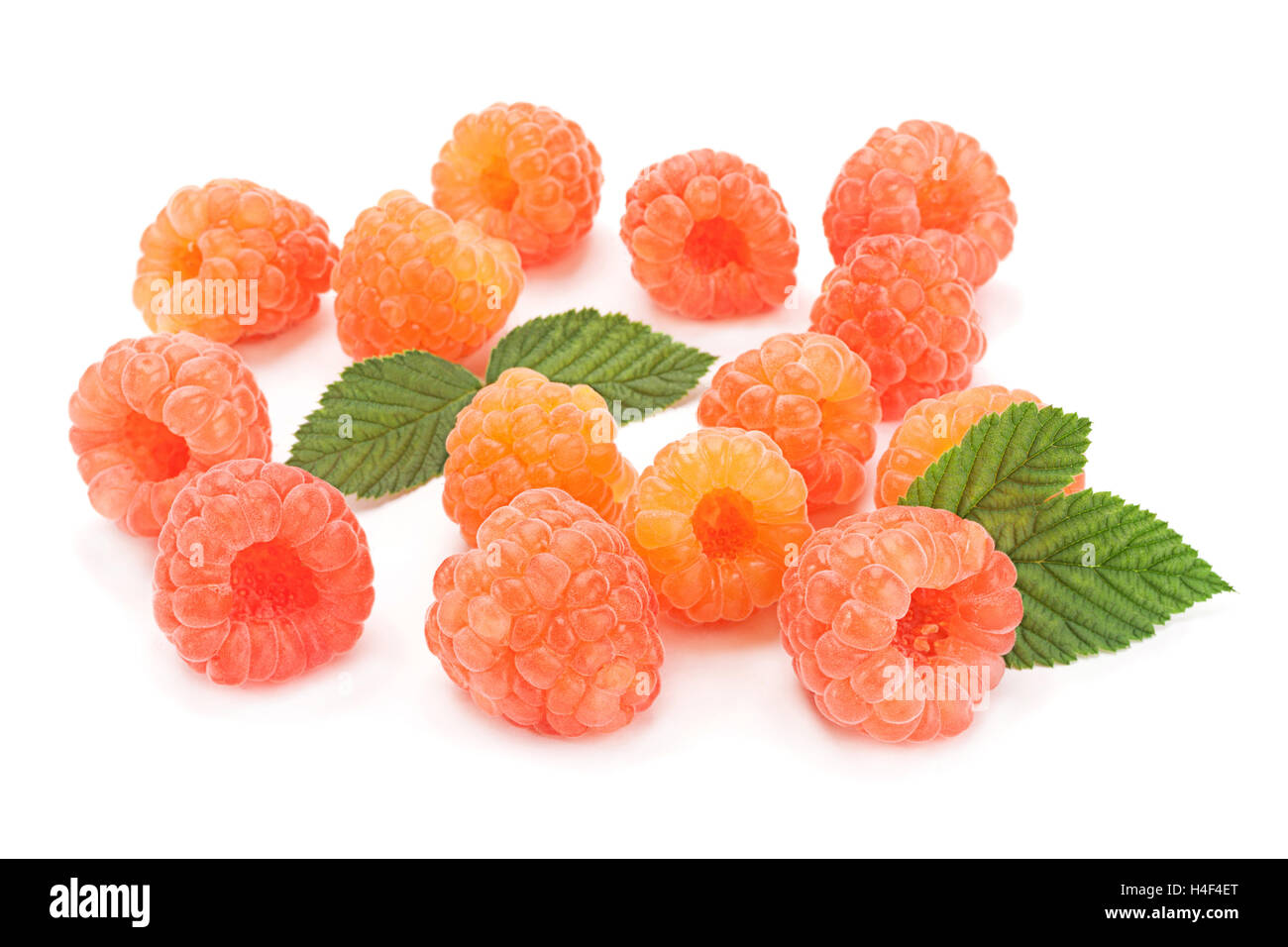 Rose raspberry fruit closeup isolated on white background Stock Photo ...