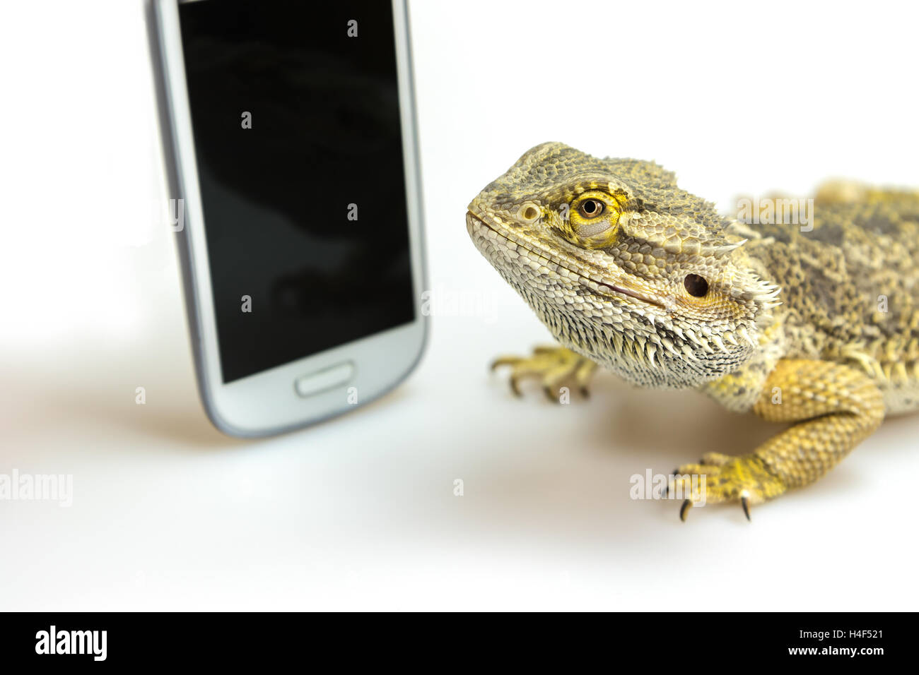 Closeup view of the Agama lizard lying on the white background and ...