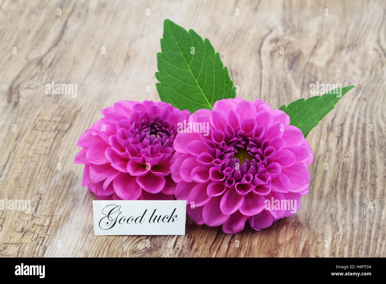 Good luck card with two pink dahlia flowers on wooden surface Stock ...