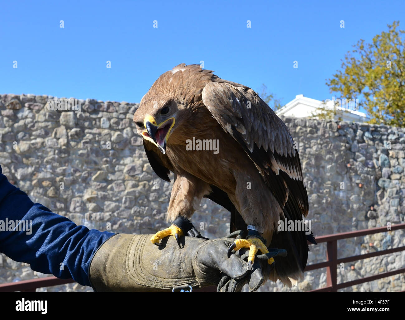 Bird sitting on hand hi-res stock photography and images - Alamy