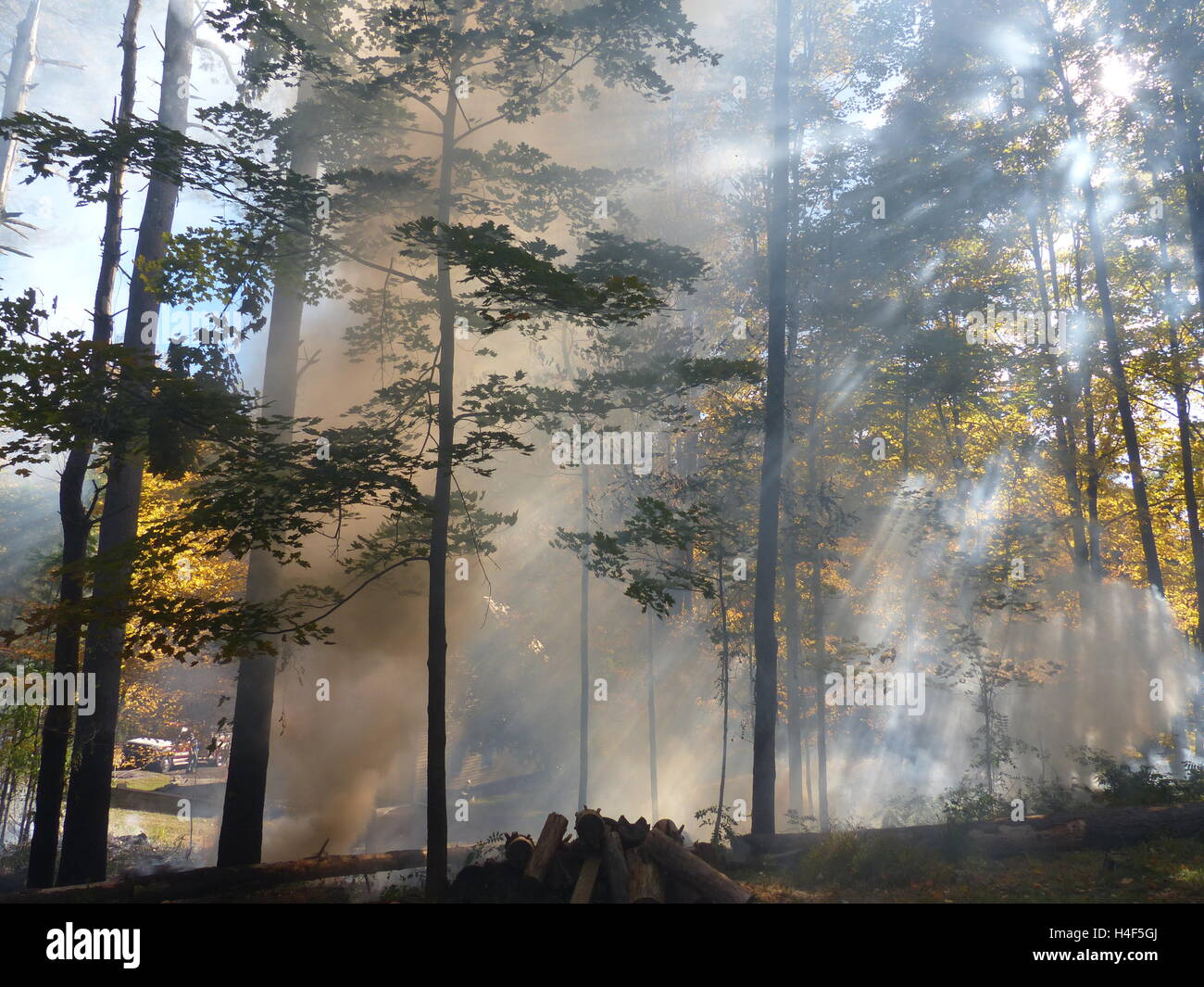 Forest fire caused by tipped barbecue Stock Photo - Alamy