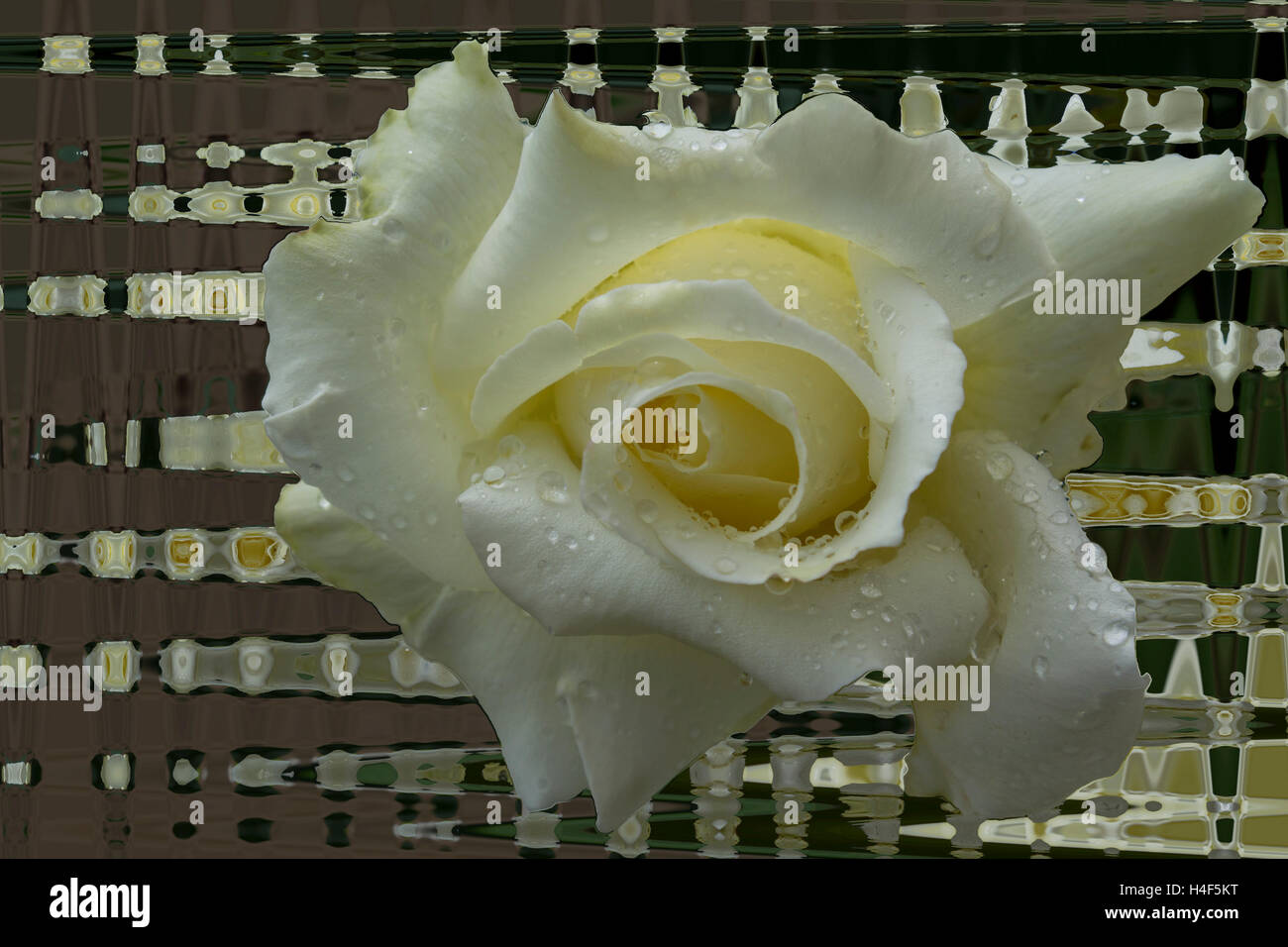 Single soft rose flower with dew drops Stock Photo - Alamy