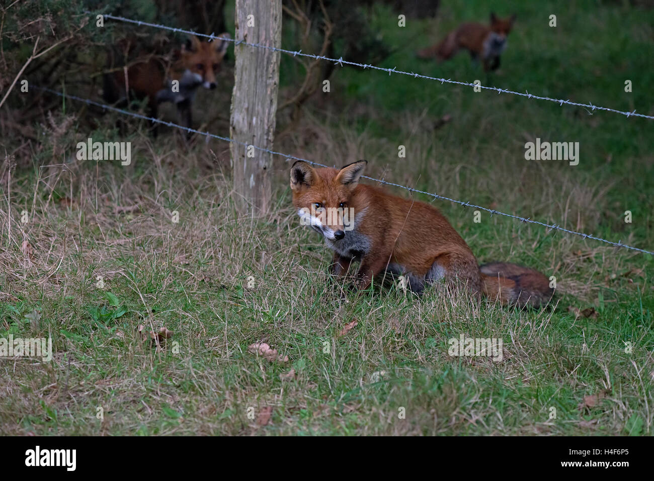 Red Foxes-Vulpes vulpes. Uk Stock Photo - Alamy