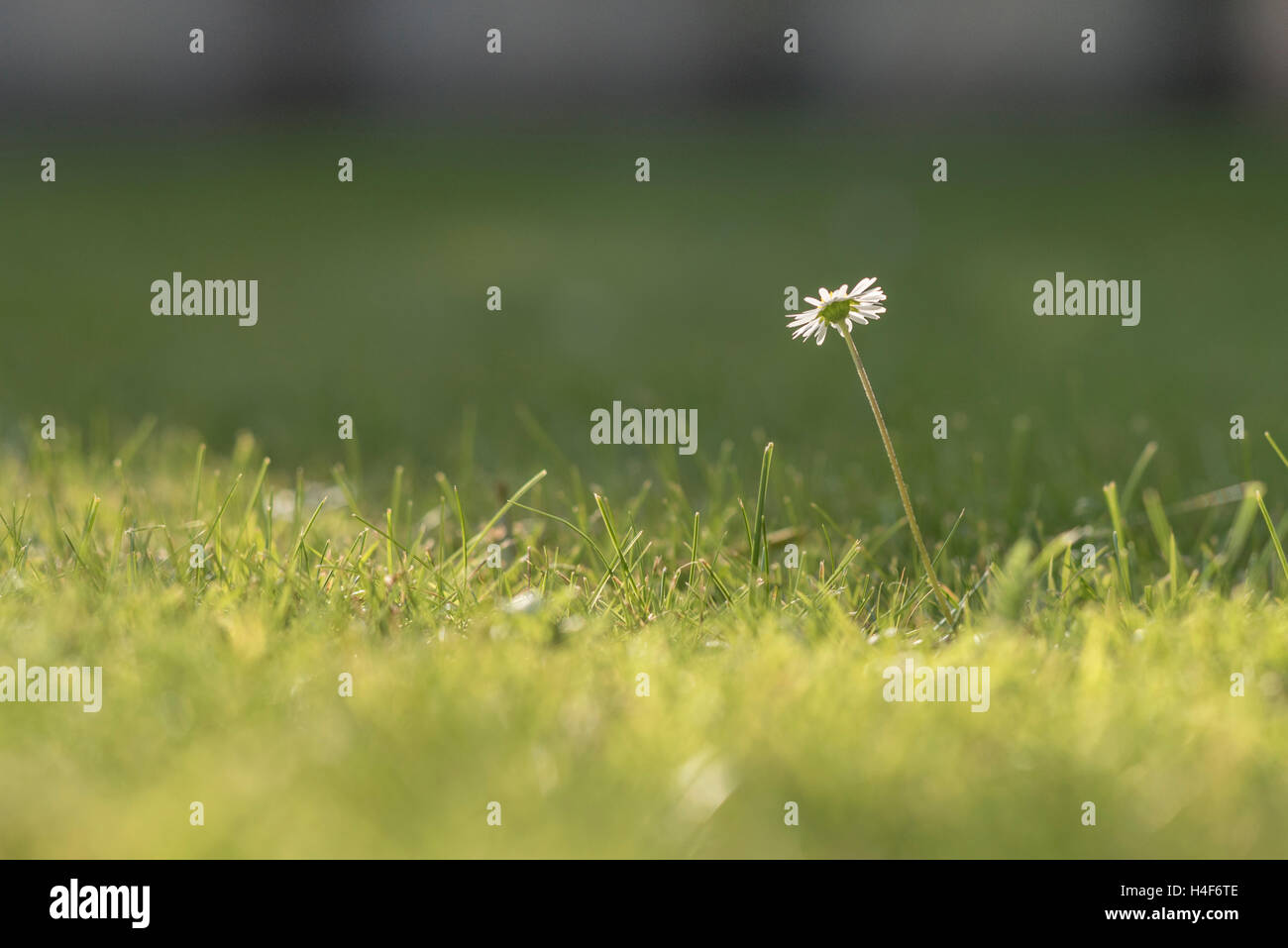 Lawn flower hi-res stock photography and images - Alamy