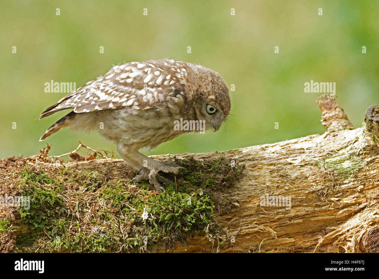 Insects yorkshire hi-res stock photography and images - Alamy