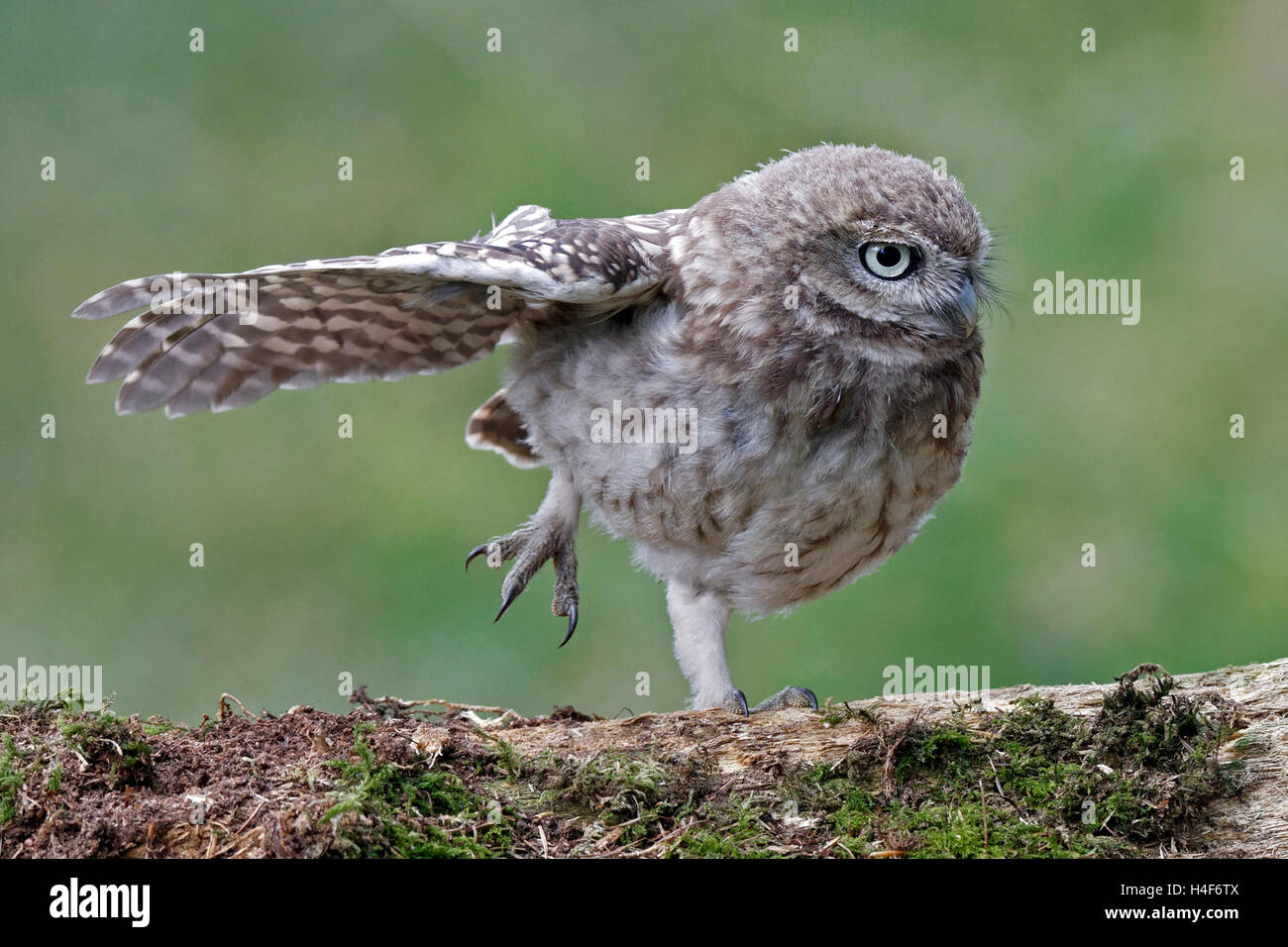 Little Owl stretching Stock Photo - Alamy