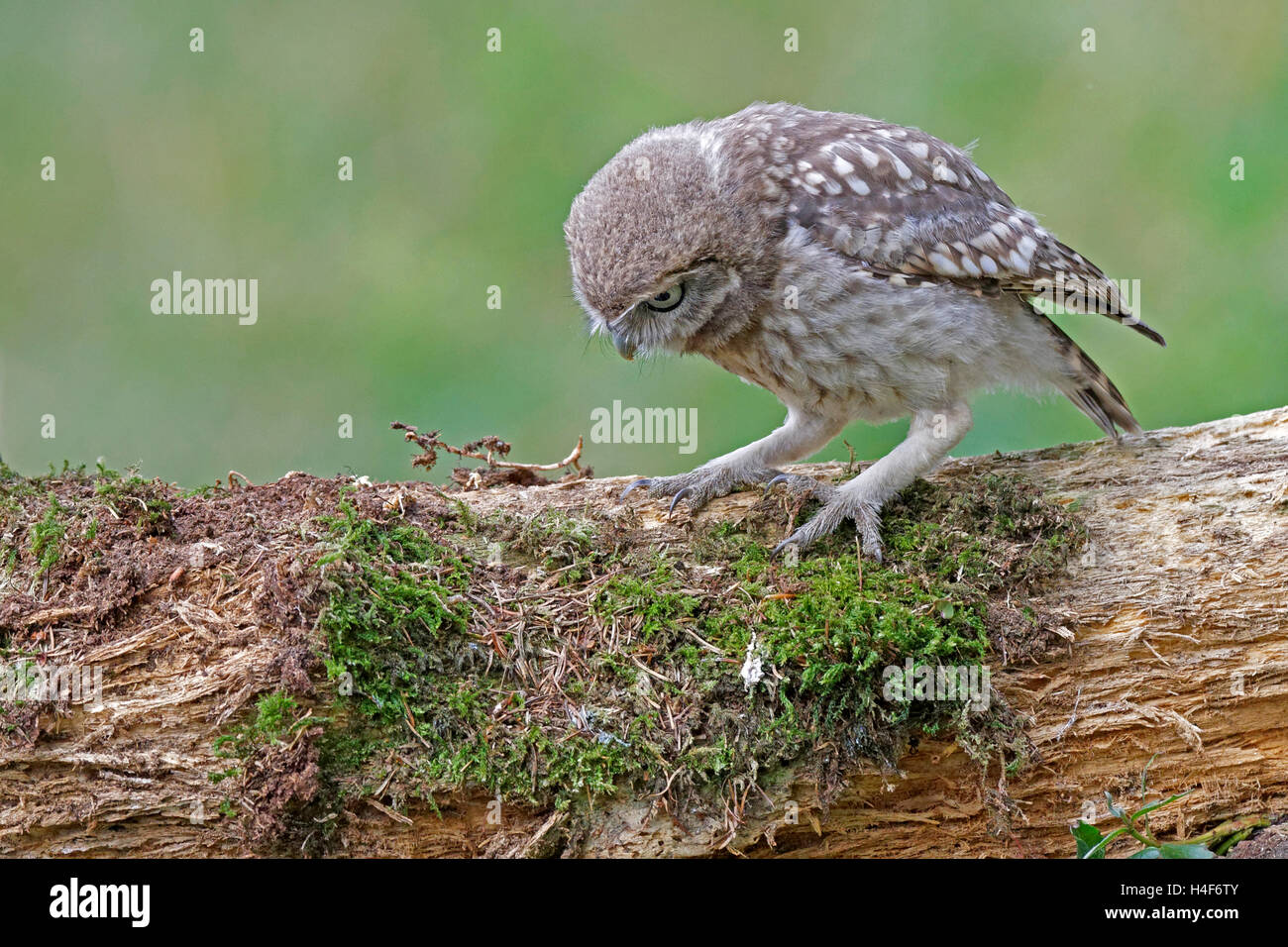 Yorkshire insects hi-res stock photography and images - Alamy
