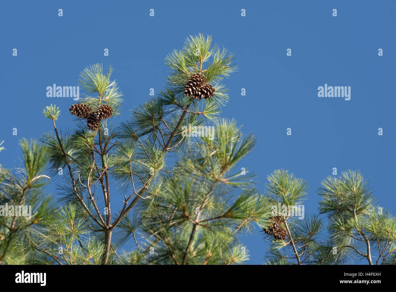 Pine cones in a pine tree against a blue sky Stock Photo - Alamy
