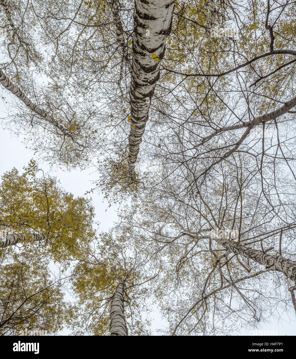A variety of birch crown in the autumn forest against the gray sky ...