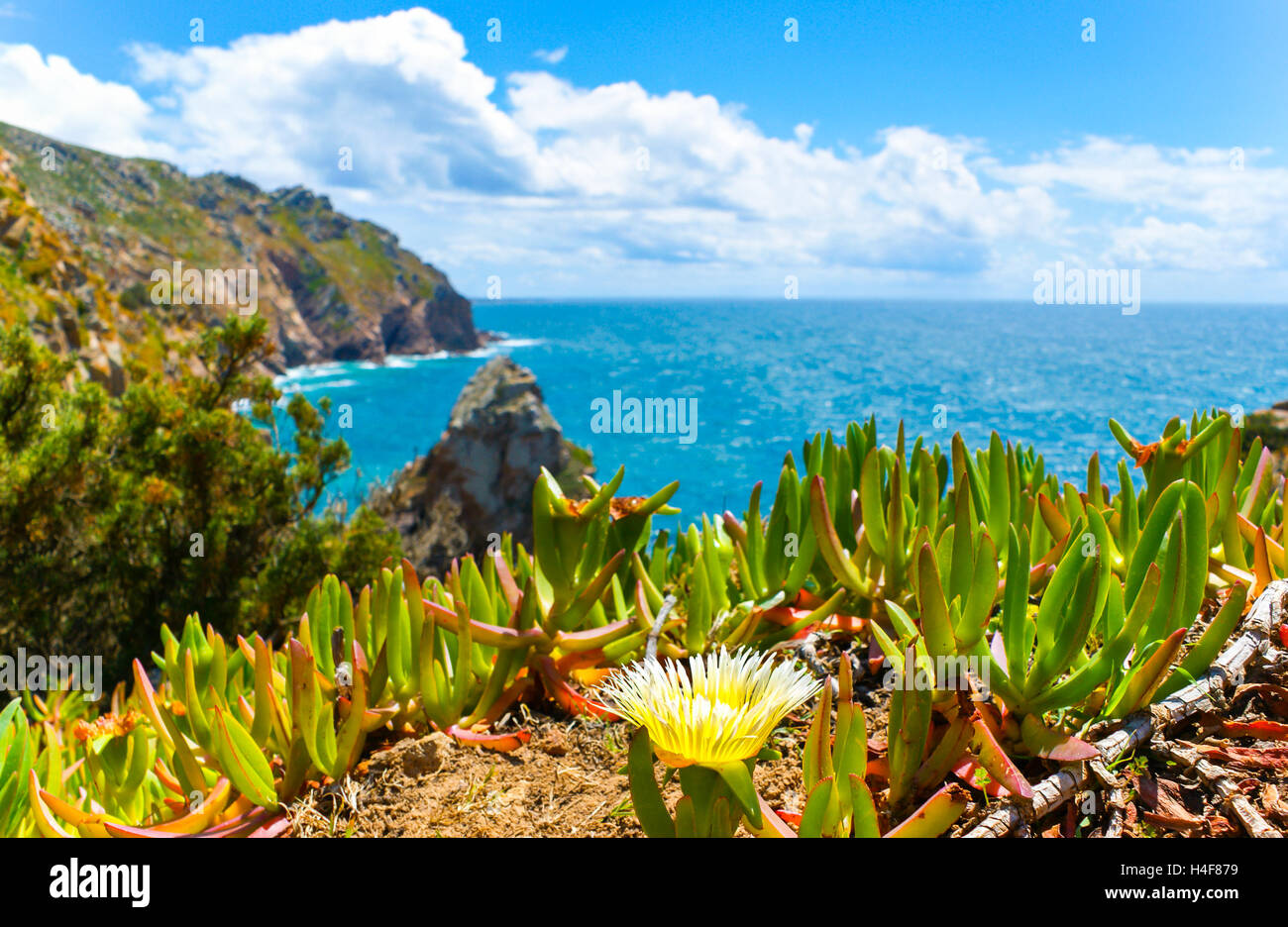 Yellow flower on the Cabo da Roca Stock Photo - Alamy