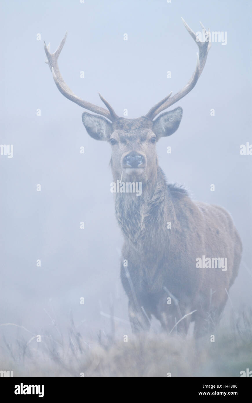 Red deer (Cervus elaphus) stag standing on a very cold foggy winter ...