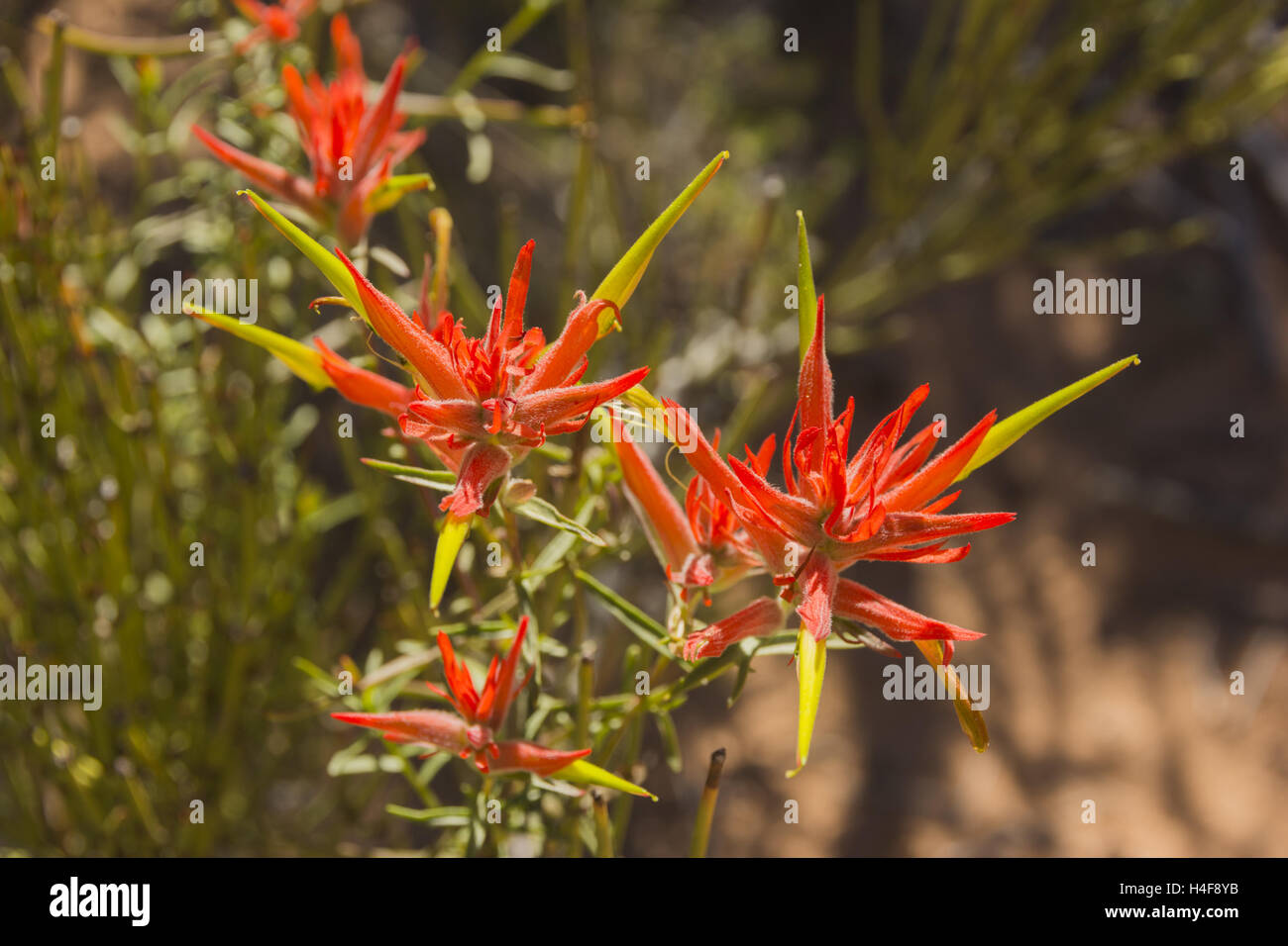 Utah, Arches National Park, wildflowers Stock Photo - Alamy