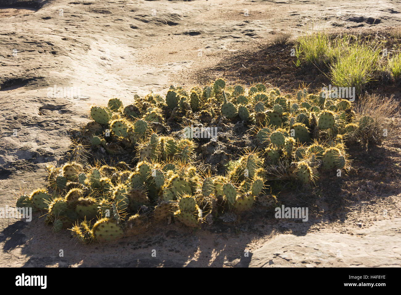 Park cactus hi-res stock photography and images - Alamy