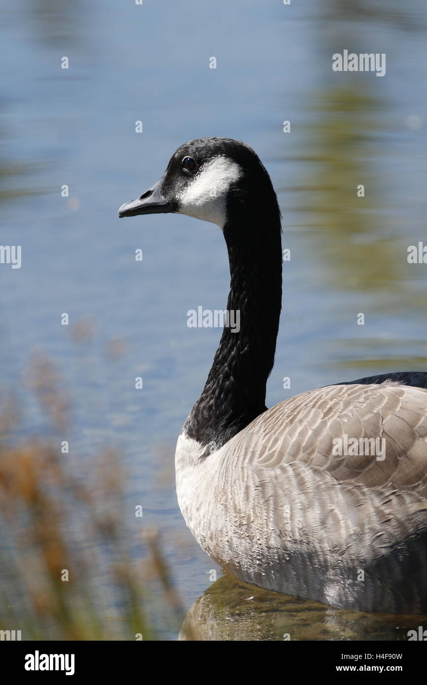 Canadian goose hi-res stock photography and images - Alamy