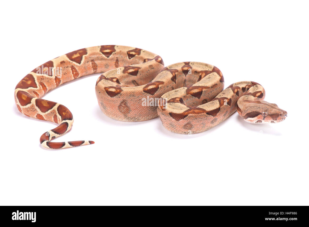 Northern boa, Boa constrictor imperator Stock Photo - Alamy