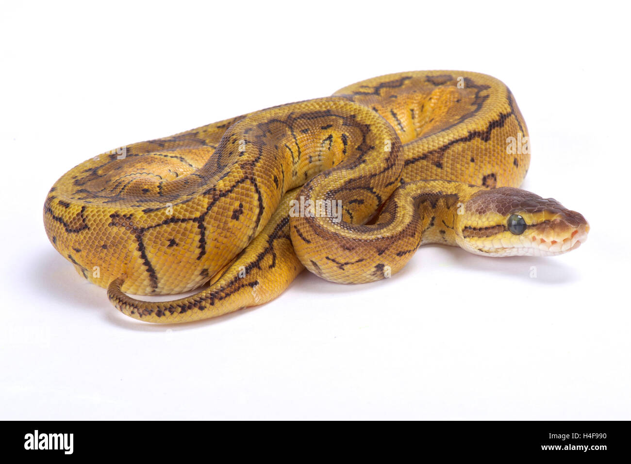 Ball python,Python regius Stock Photo - Alamy Ball python,Python regius Stock Photo - Alamy